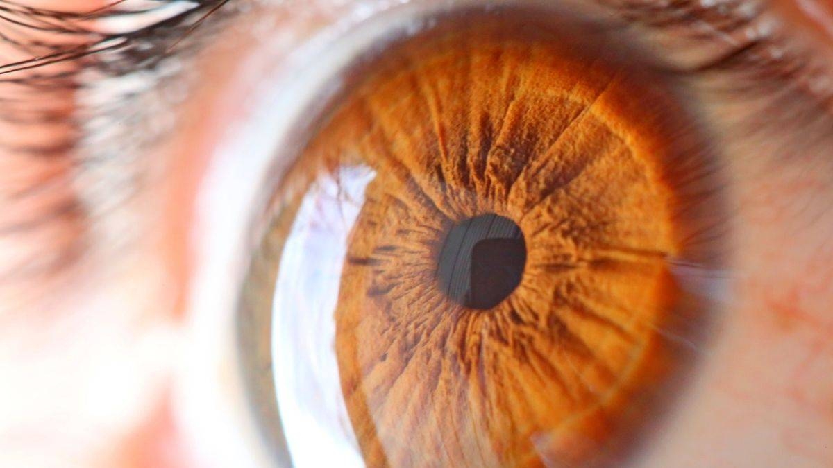 Una nueva técnica quirúrgica de UCLA multiplica la supervivencia y ...